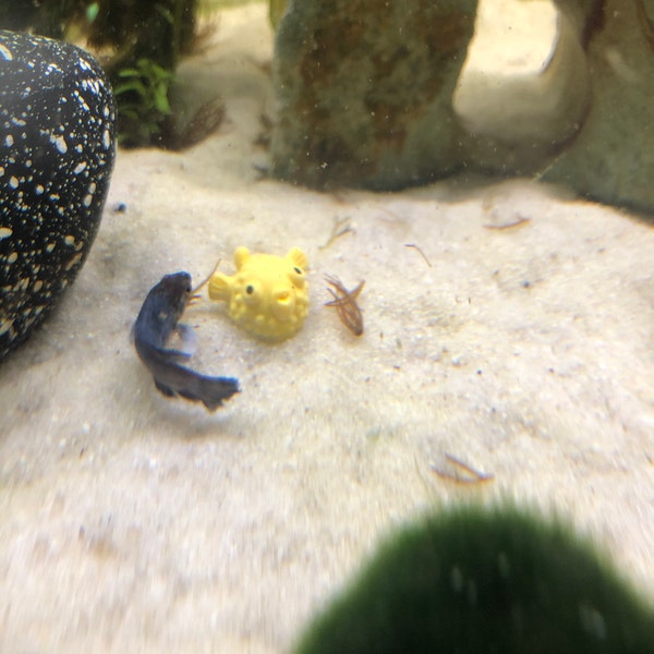 Tiny Pufferfish Figurine - Soft Plastic Puffer for Diorama, Aquarium ...