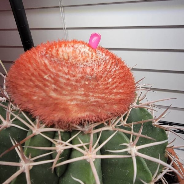 Melocactus Curvispinus Live Rooted Cactus From Seed Grown - Turk's Cap ...