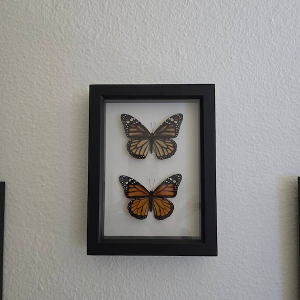 Preserved Scarab Beetle Anatomy Taxidermy Display - Etsy