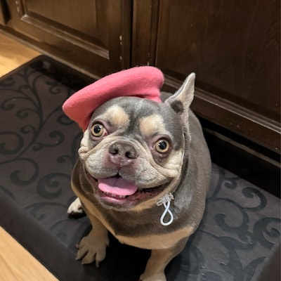 French Beret Hat, Hat for Dog, Dog Hat, Dog Beret, Dog Costume, Pet ...