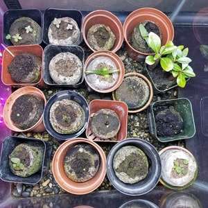 Delosperma Napiforme / 20 Seeds | Etsy Canada