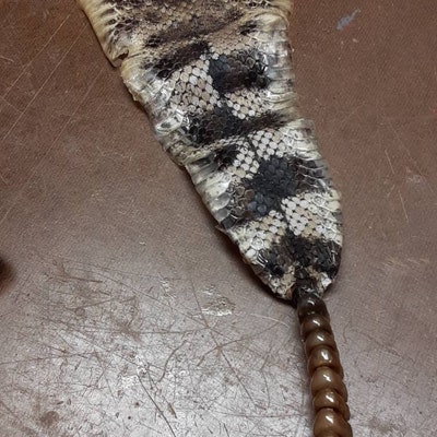 Western Diamondback Rattlesnake Skin End Piece Tail and Rattle - Etsy