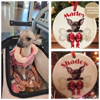 Cavapoo Christmas Ornament, Black & White Cavoodle Decoration ...