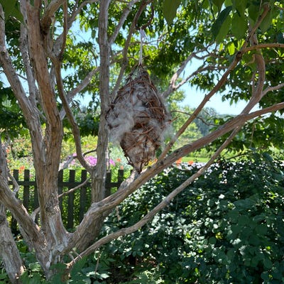 2 Pack Bird Nesting Materials Natural Alpaca Fiber Wool for Suet Cage ...