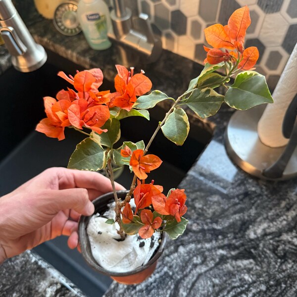 Raspberry Ice- Variegated Bougainvillea - Etsy