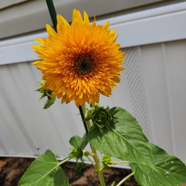 50 Red Sun Sunflower Seeds. Ships Free - Etsy