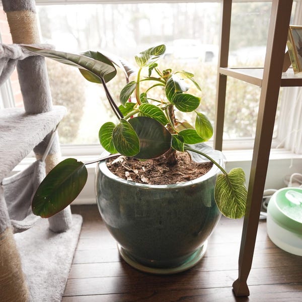Contemporary Large Ceramic Planter - Indoor Outdoor Pots | Speckled ...