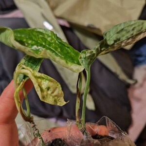 Albo Variegated Spider Man Monstera variegated Amydrium Medium Starter ...
