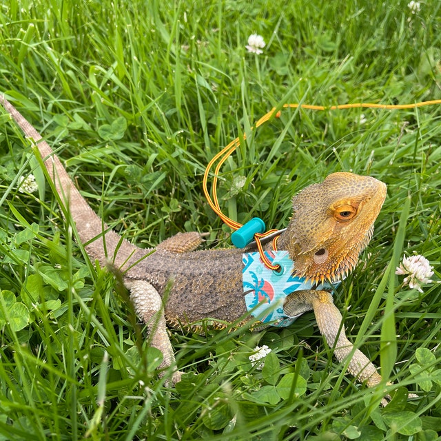 Handmade Lizard Leashes/ Harnesses by LeashALizard on Etsy