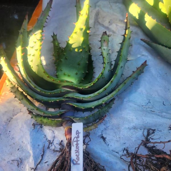 Specimen 5g Aloe Esculenta,rarely Seen Aloe of Angola. Gorgeous ...