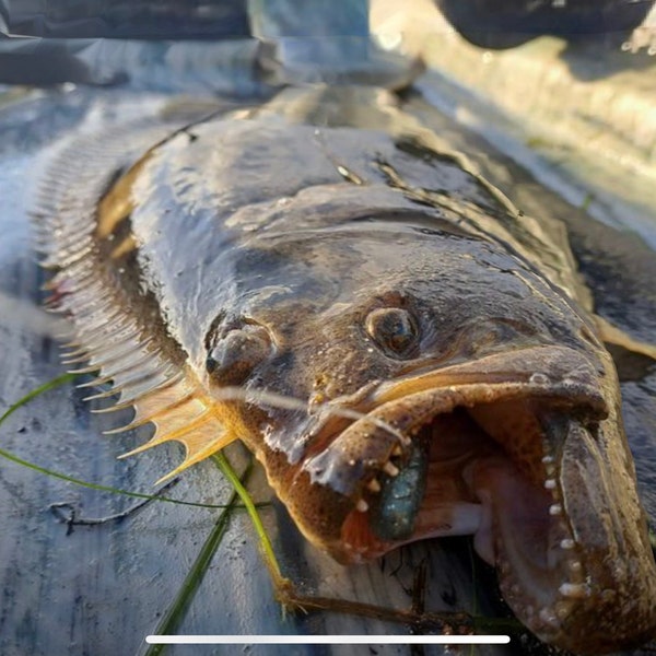 Halibut - Fish Pin With Gift Box - Etsy