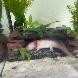 Slate Axolotl Hide Aquarium Reptiles Amphibians. | Etsy UK