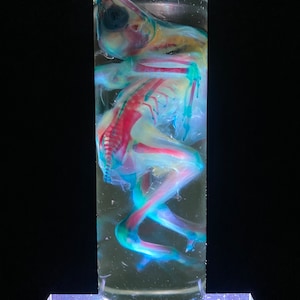 My Heart is Yours Pendant Real Rat Heart in a Glass Vial - Etsy