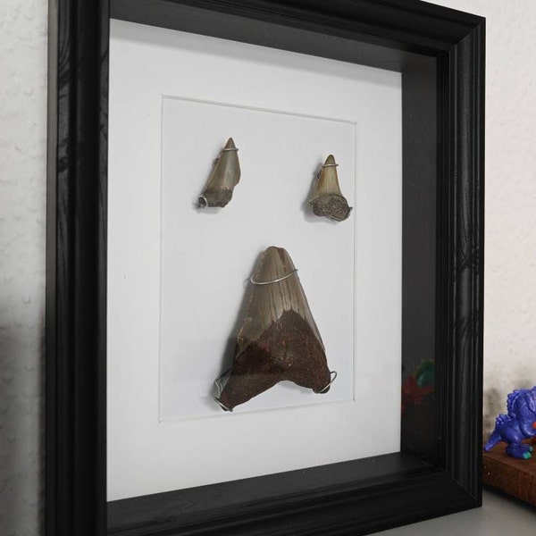 Megalodon Tooth - 4.5 Inches. Real Fossil Megalodon Shark Tooth ...