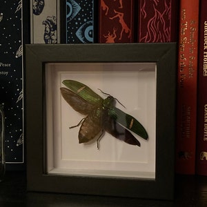 Adolphi Scarab Beetle. Specimen Only. - Etsy