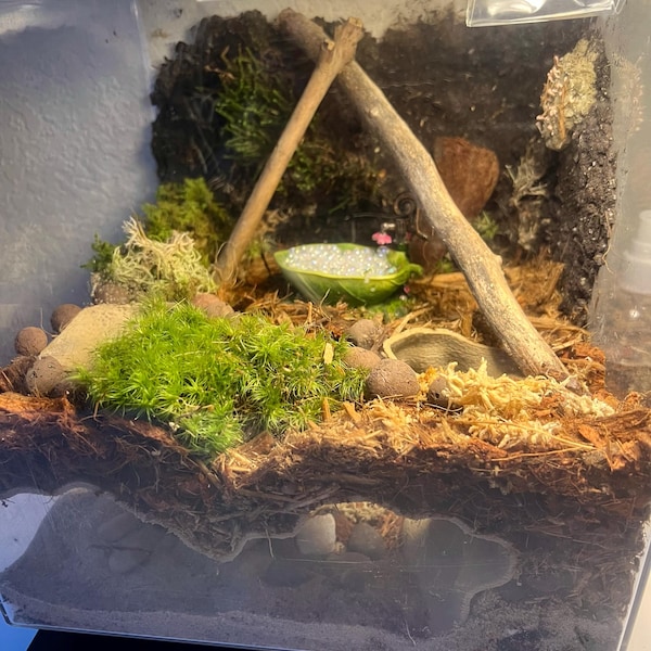 Large Terrarium Kit DIY / Live Moss / Tropical Plant, Bioactive ...