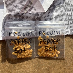 Pequin Tepin Chili Pepper Seeds 50+ Hot Piquin Bird Pepper Spicy NON ...
