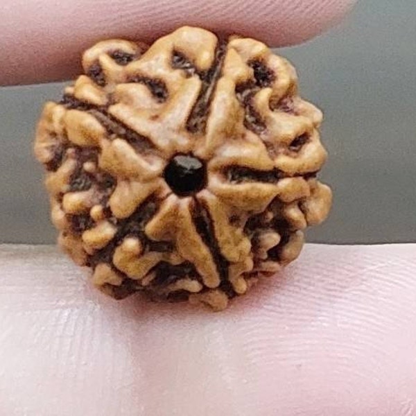 4 Mukhi Rudraksha Pendant Nepal Origin Four Face Rudraksh 100% Original ...