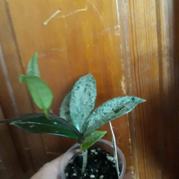 Hoya Cv. ‘crystal’ - Etsy