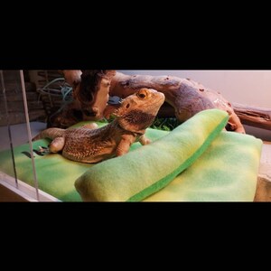 Bearded Dragon Bed Reptile Bed Ubby Bed - Etsy