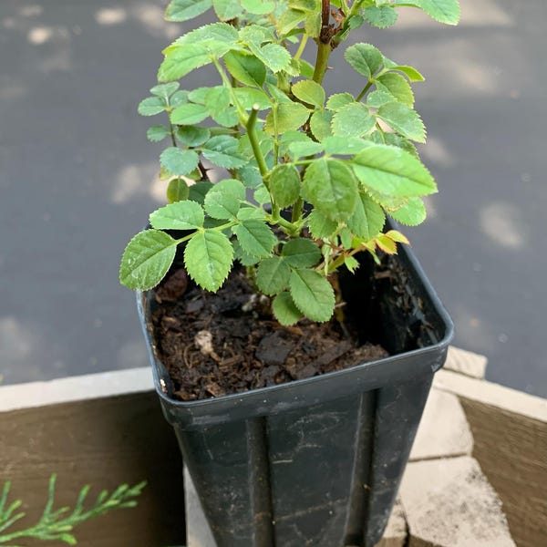 Beautiful Soft Pink Rose, Live Potted Plant With Healthy Own Roots F7 ...