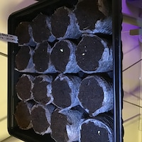 Mimulus X Hybrida Magic Blotch Flower Seed Mix 200 Seeds - Etsy