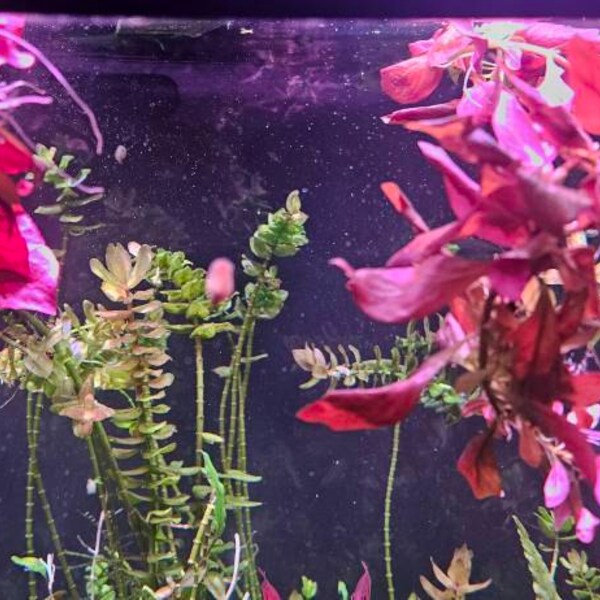 Rotala Super Red Mini (5 Stems) - Etsy