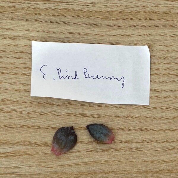 Japanese Rice Fish Eggs - Medaka Miyuki Silver - Etsy