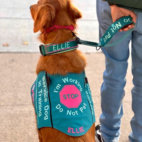 Pocket Upgrade, Custom Dog Vest Add-on - Etsy