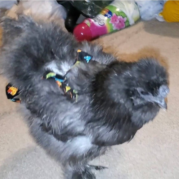 Chicken Diaper Medium Stylish Chicken Diaper- Larger Bantam Poultry or ...