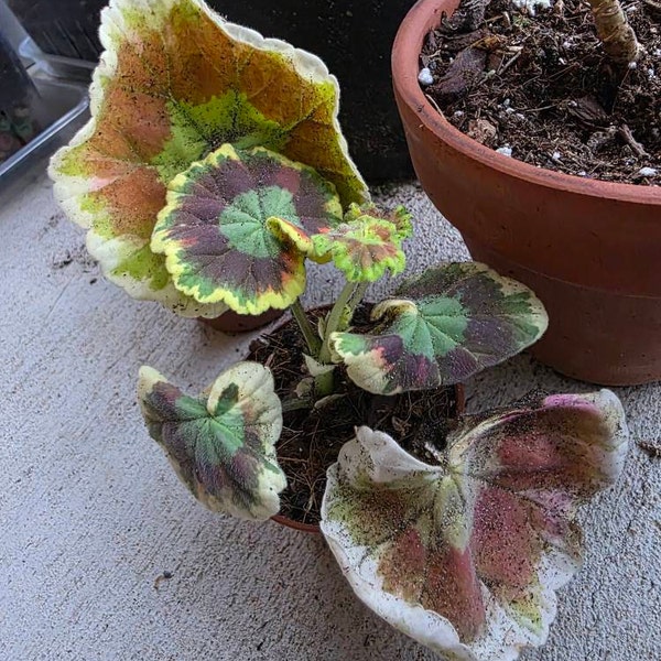 Iresine Lindenii Formosa (blood Leaf) Yellow - Etsy