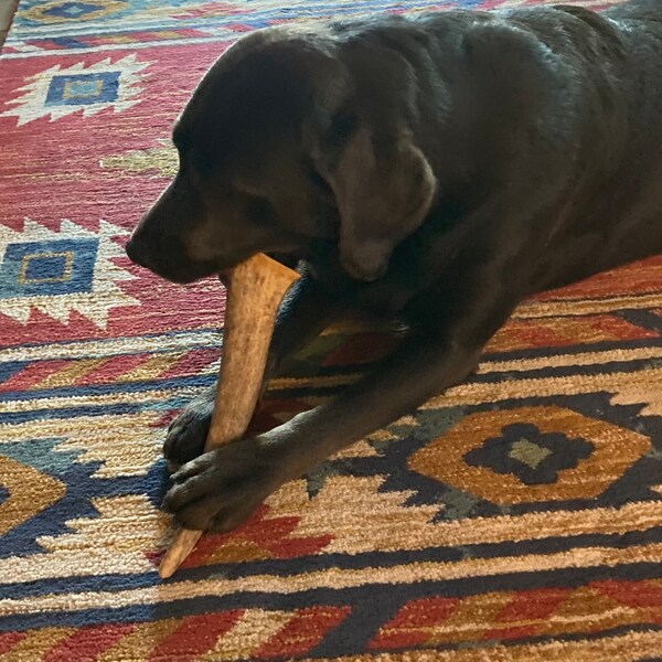 Moose Antler Base Dog Chews-large - Etsy
