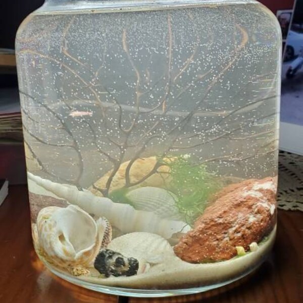 Large Shrimp Ecosphere - Closed Aquatic Ecosystem (glass, Natural ...