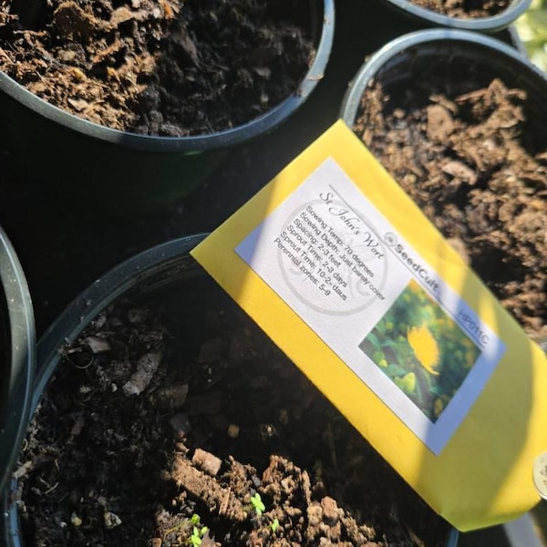 Bulk St. Johns Wort Seeds, Hypericum Perforatum HP011C - Etsy