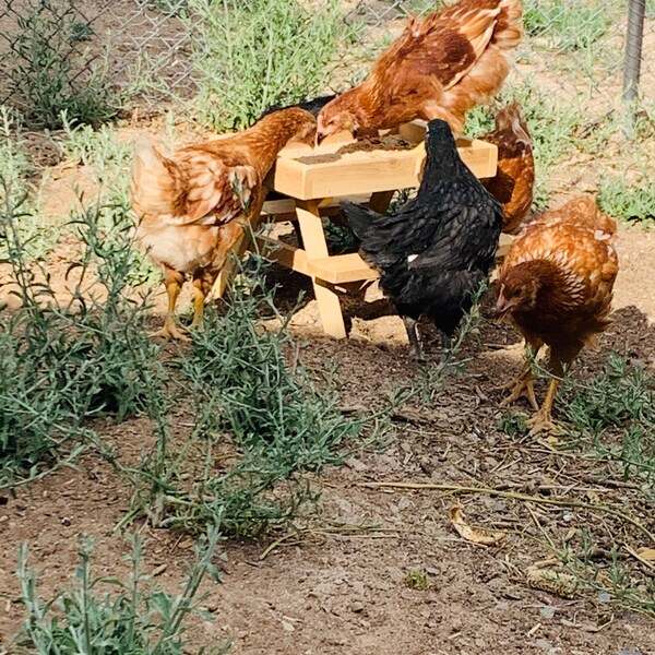 Chicknic Picnic Table for Chickens - Etsy