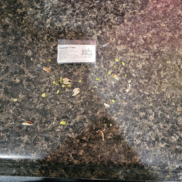 Orange Seeds - Heirloom, Open Pollinated, Non GMO - Grow Indoors ...