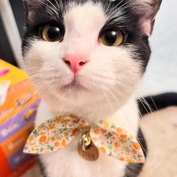 Navy Blue Bow Cat Collar With Silver Bell - Fancy Cat Collar for Pet ...