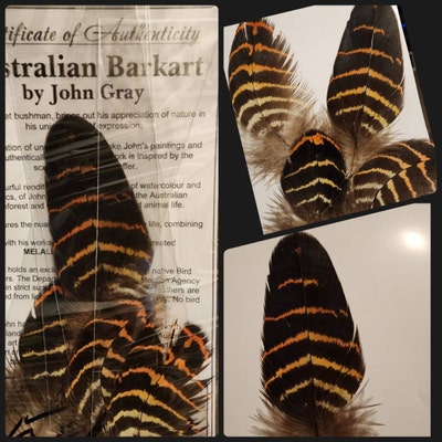 Majestic Genuine Wedged Tailed Eagle Wing Feather Approved Licence ...