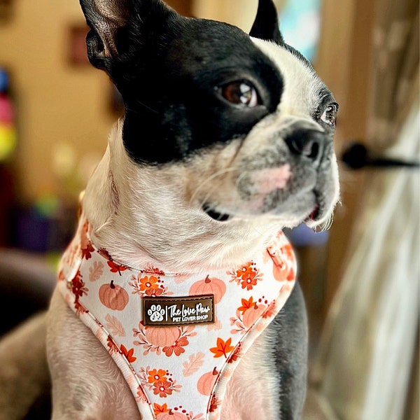 Pumpkin Patch Boho Dog Harness, Cute Fall Dog Accessory, Girl Dog ...