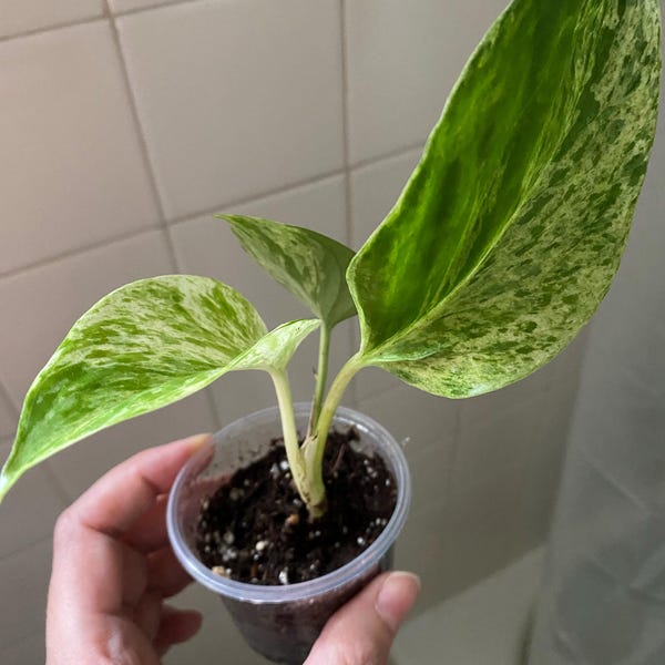 Snow Queen Pothos Single Starter Plant in a 1.5" Pot - Epipremnum ...
