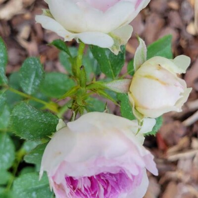 Blue Moon Stone. 蓝月石 Japanese Rose. Free Shipping. Continue Blooming ...