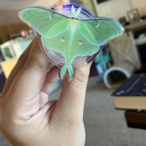 Luna Moth Phone Grip-rare Butterfly Phone Stand-monarch-swallowtail ...