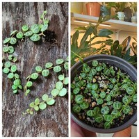 Peperomia Prostrata Turtles on a String Cuttings - Etsy Canada