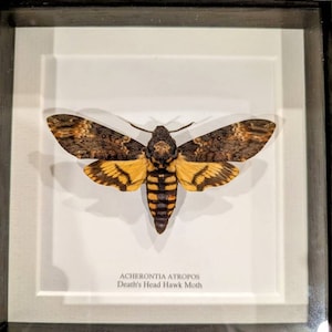 The Luna Moth in Box Frame actias Luna - Etsy