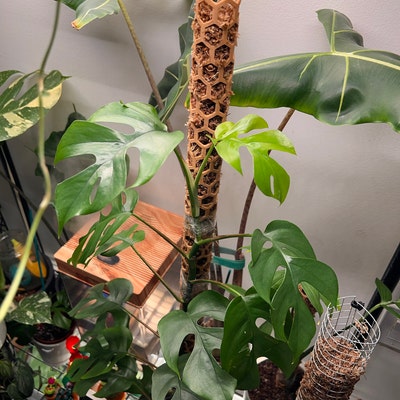 Mini Totem Insert for Orchidbox Mini Greatly Improves Interior ...