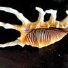 Rare 12-15 Cm Natural Large Conch Shells | Natural Water Conch Shells ...