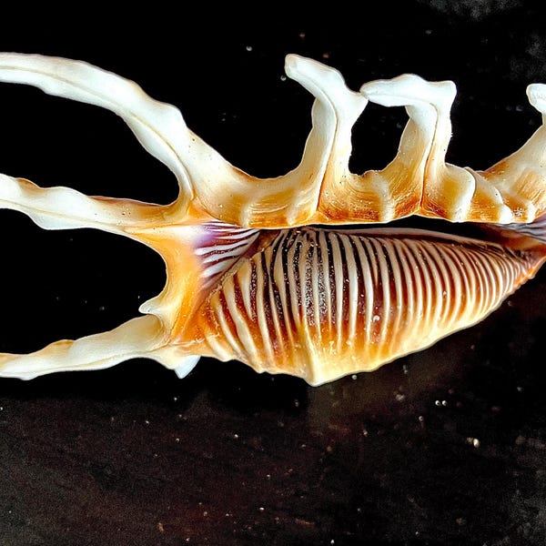 Rare Natural Conch Shell Snails, Aquarium Home Decor, Gift Ornaments ...