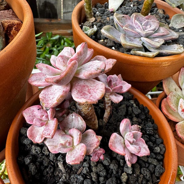 Live Succulents -rare Succulents -graptoveria Mrs Richards Variegata - Etsy