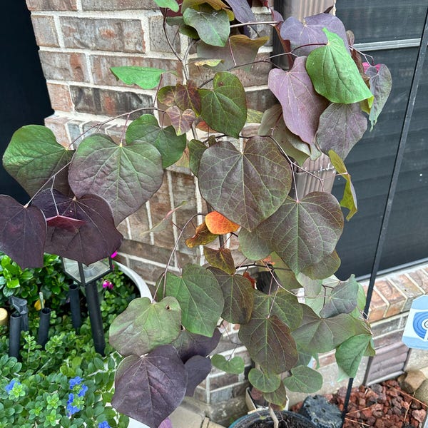 Viburnum Plicatum 'popcorn' Live Plant Perennial Shrub White Snowball ...