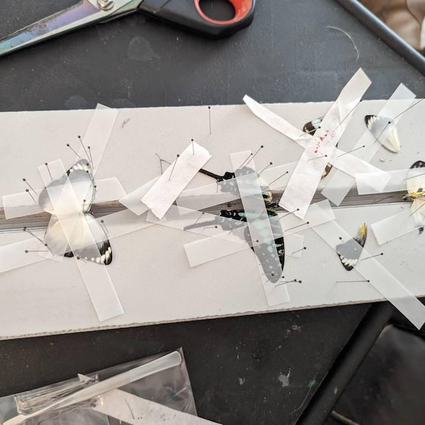 Complete Butterfly Mounting Kit With Spreading Board, PRESERVED ...